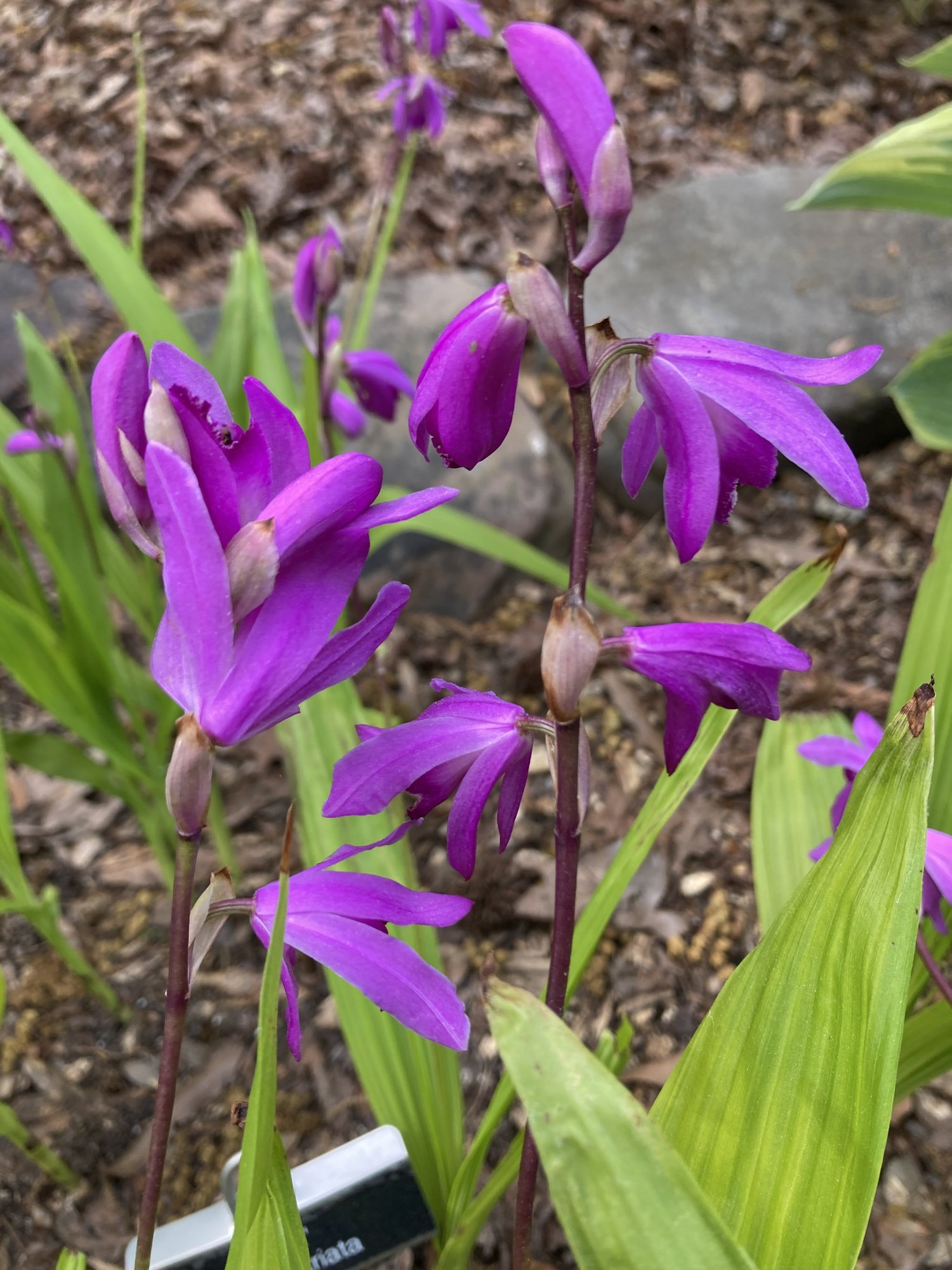 MapleWalk Garden