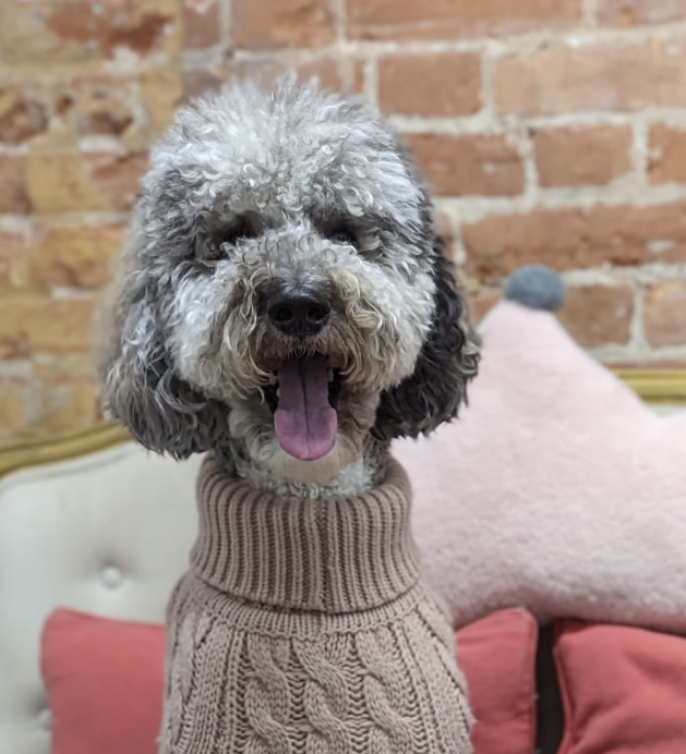 About — Dashing Hounds