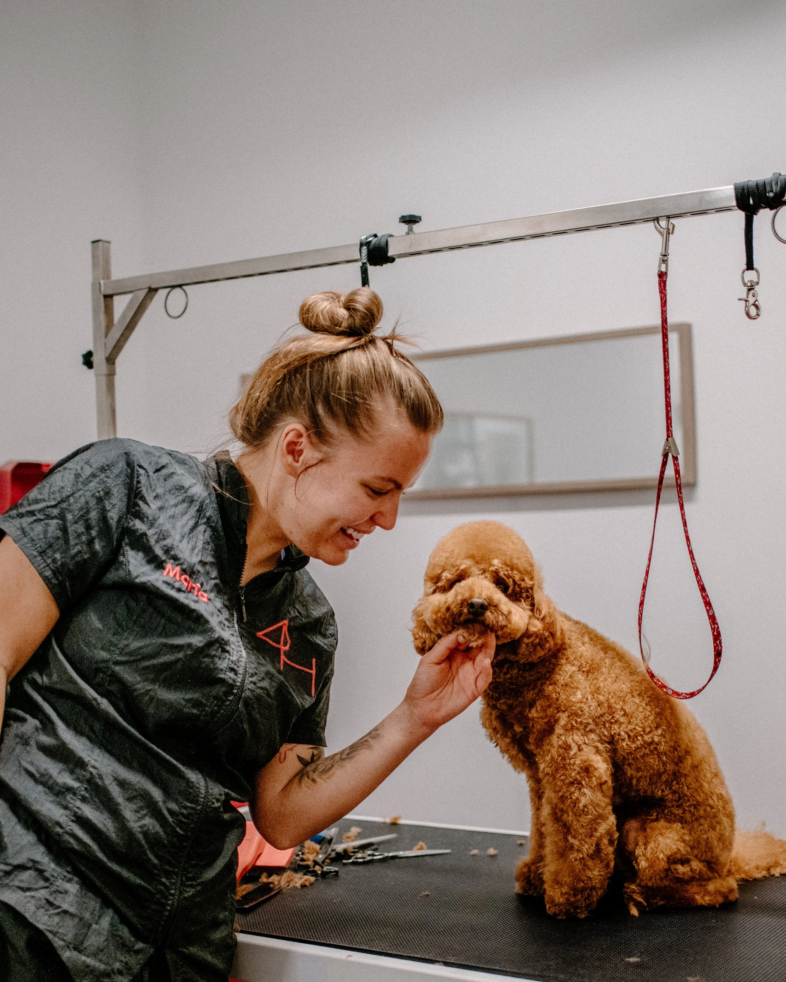 Dashing Hounds - Leslieville and The Beaches Dog Grooming
