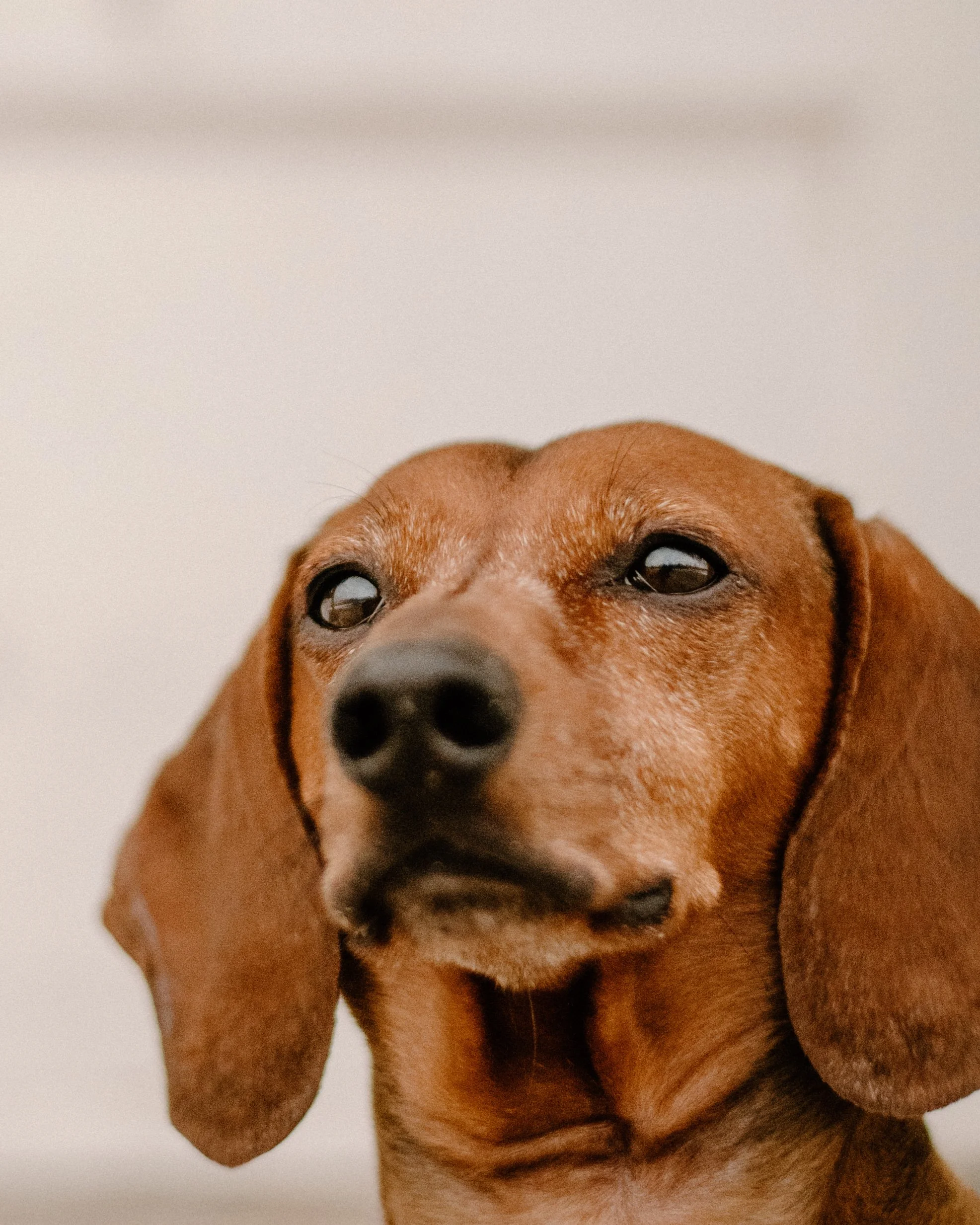 Dashing Hounds - Leslieville and The Beaches Dog Grooming