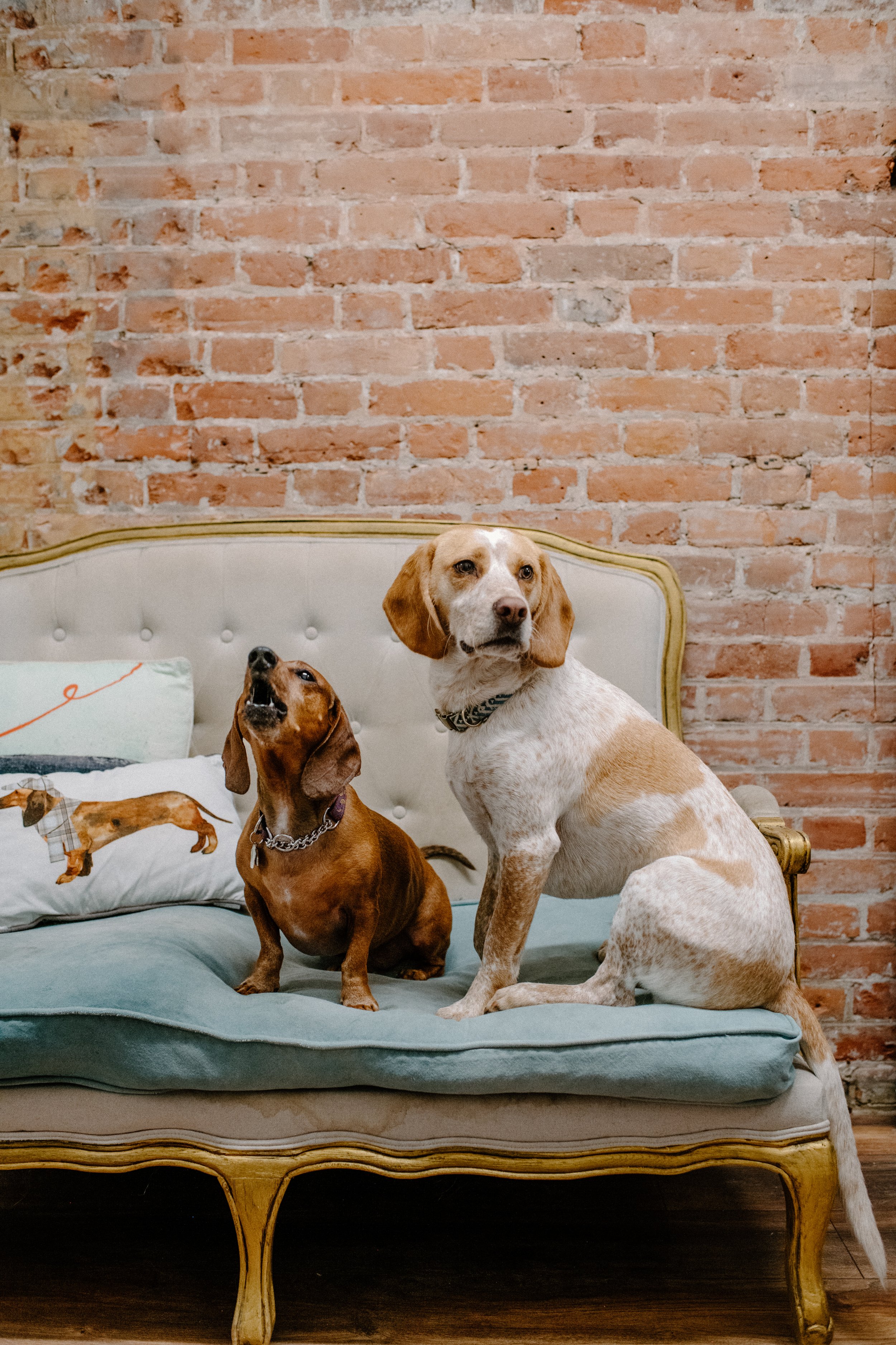 Dashing Hounds - Leslieville and The Beaches Dog Grooming