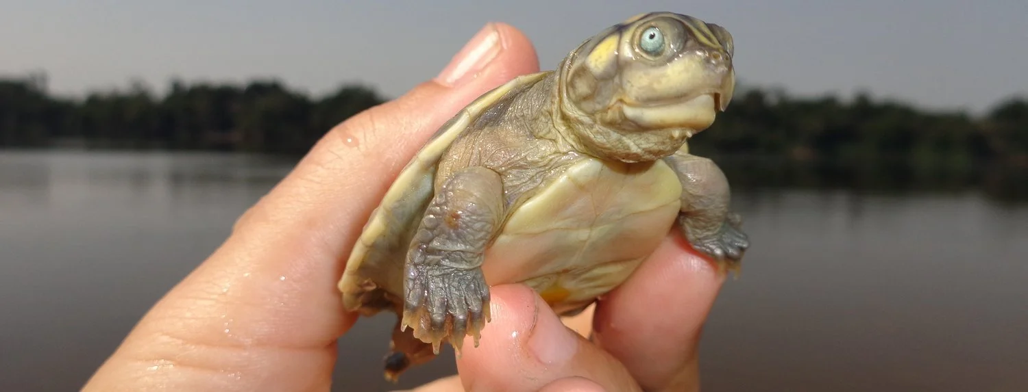 Turtle Protection Project — Crooked Trails | Tourism-Focused Community ...