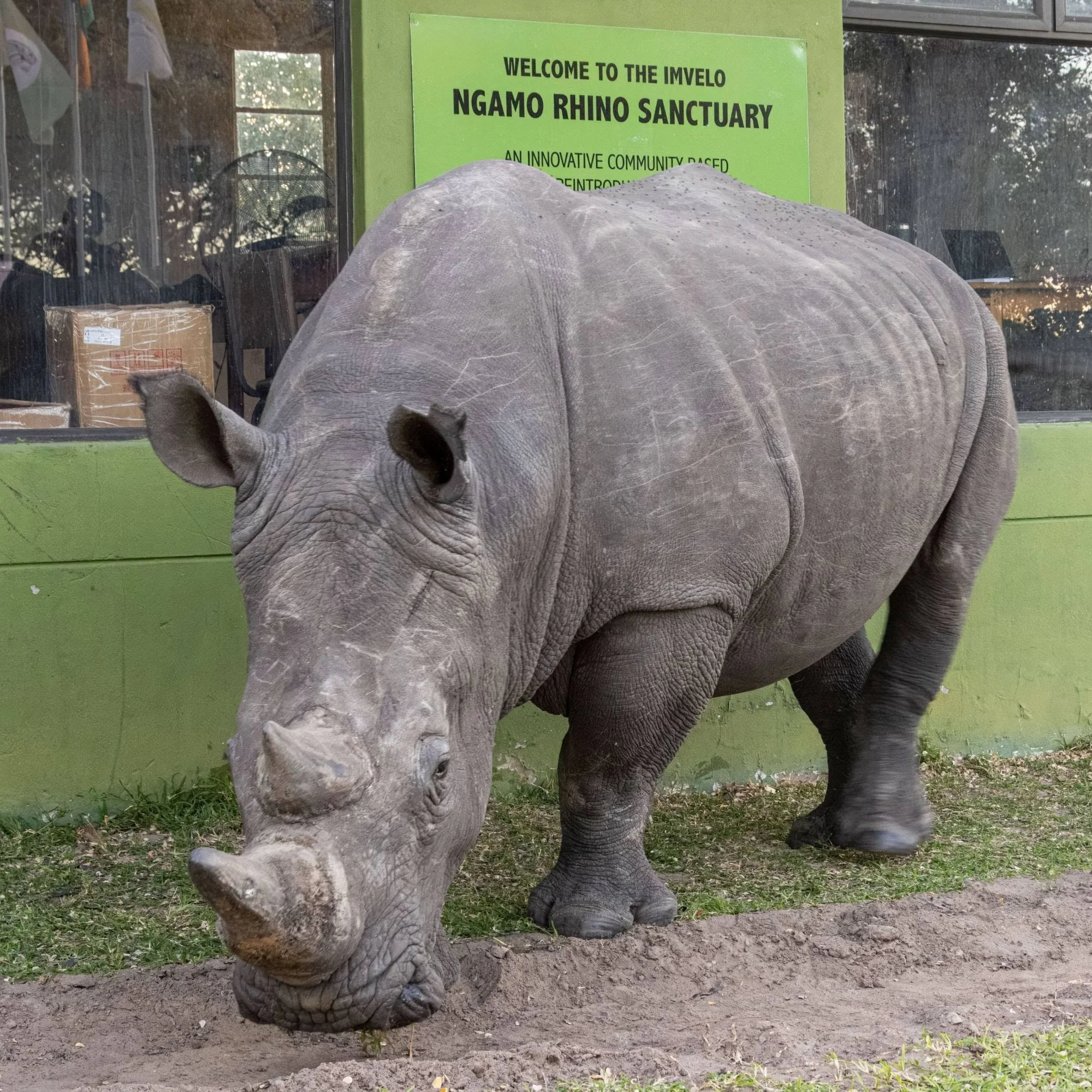 Hwange Community Rhino Conservation Initiative — Crooked Trails ...