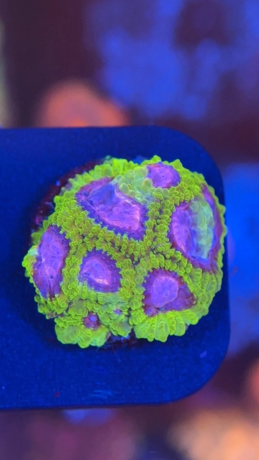 PRISTINE CORAL HOUSE