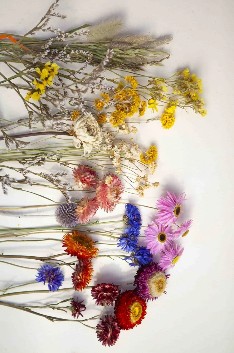 Shop — Layla Robinson