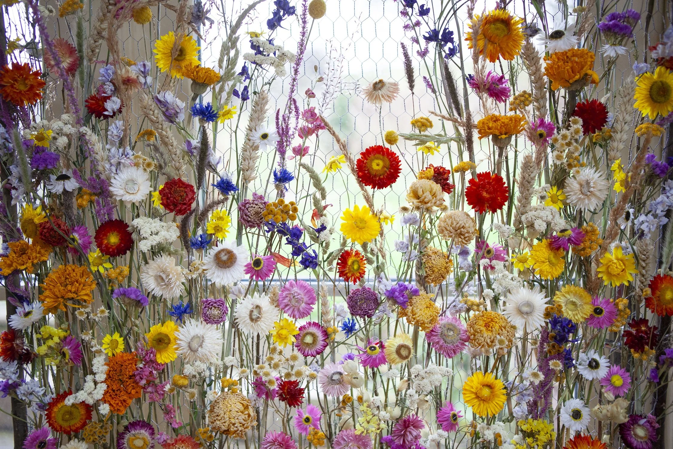 Sun & Flowers everlasting flower panel — Layla Robinson