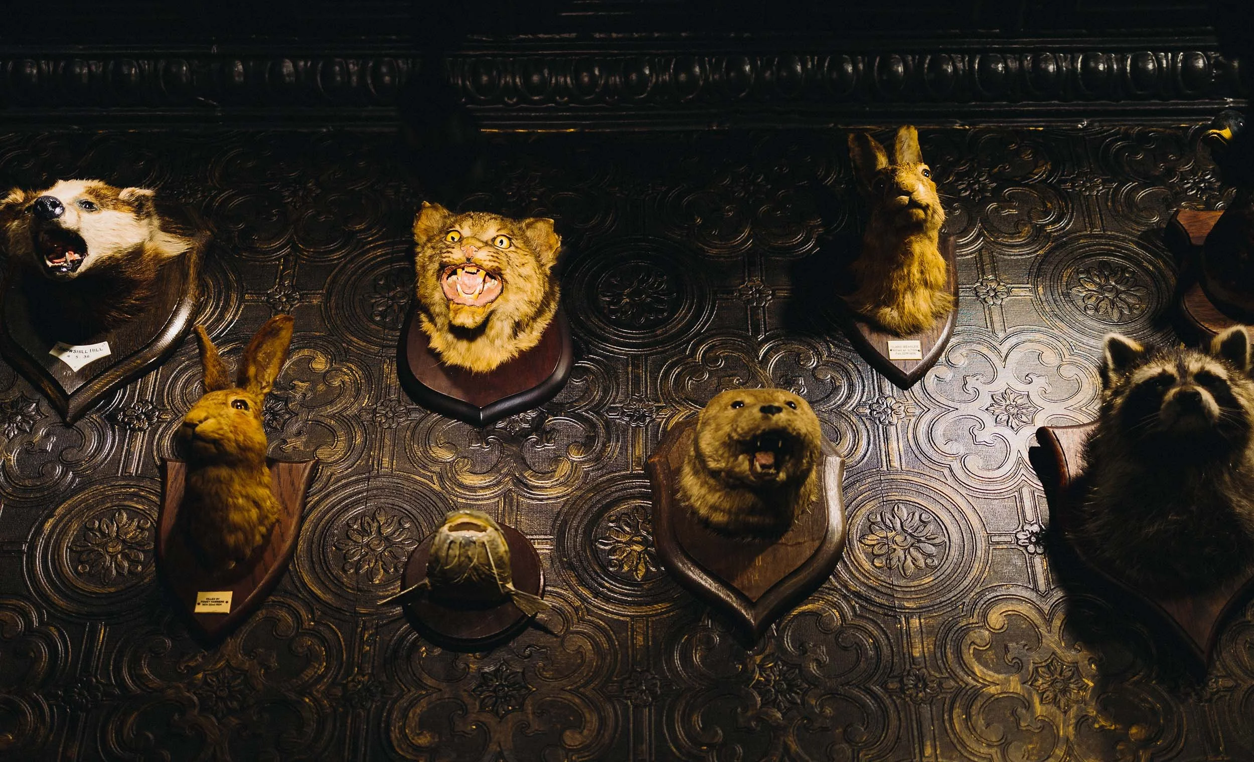 Featuring local art and Victorian taxidermy — The Golden Hoosier