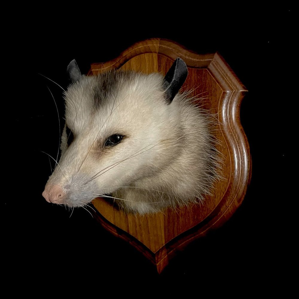 9 Virginia Opossum — The Golden Hoosier