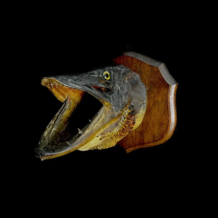 22 Muskellunge — The Golden Hoosier