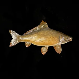 65 Common Carp — The Golden Hoosier