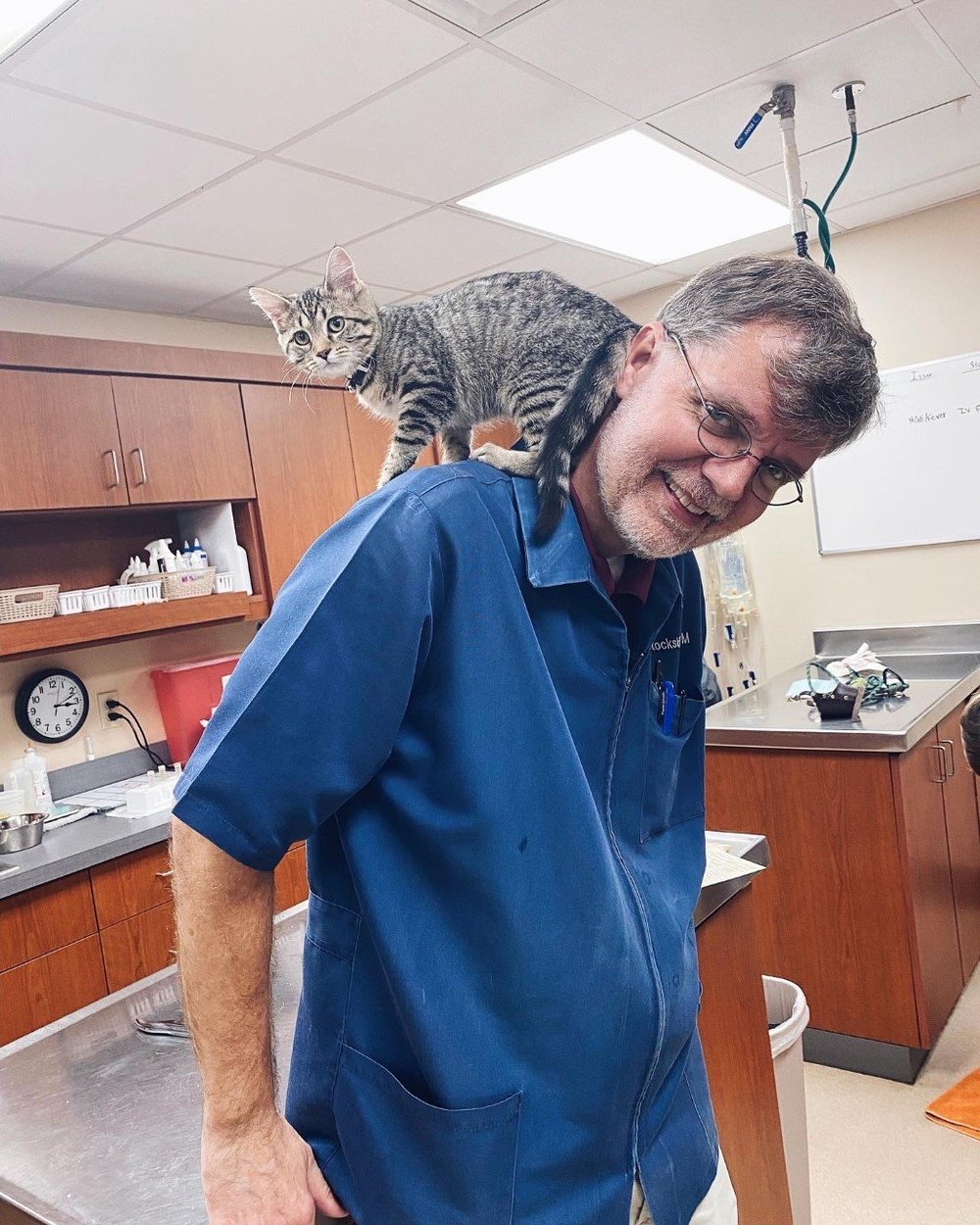 Dr. Lee Stockstill — Williamson County Animal Hospital