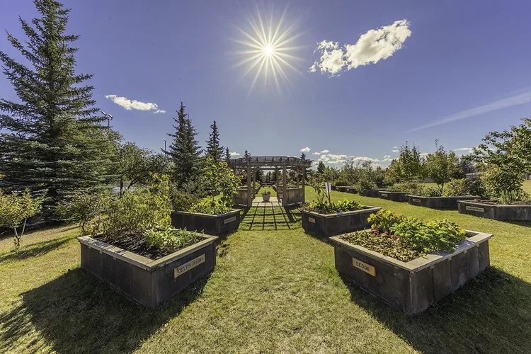 Community Garden — Banff Trail Community Association