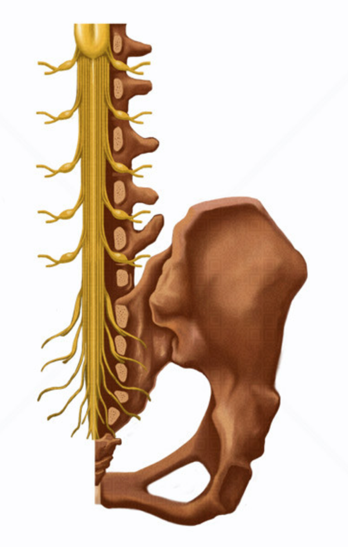 Síndrome da Cauda Equina — Dr. Tobias Ludwig
