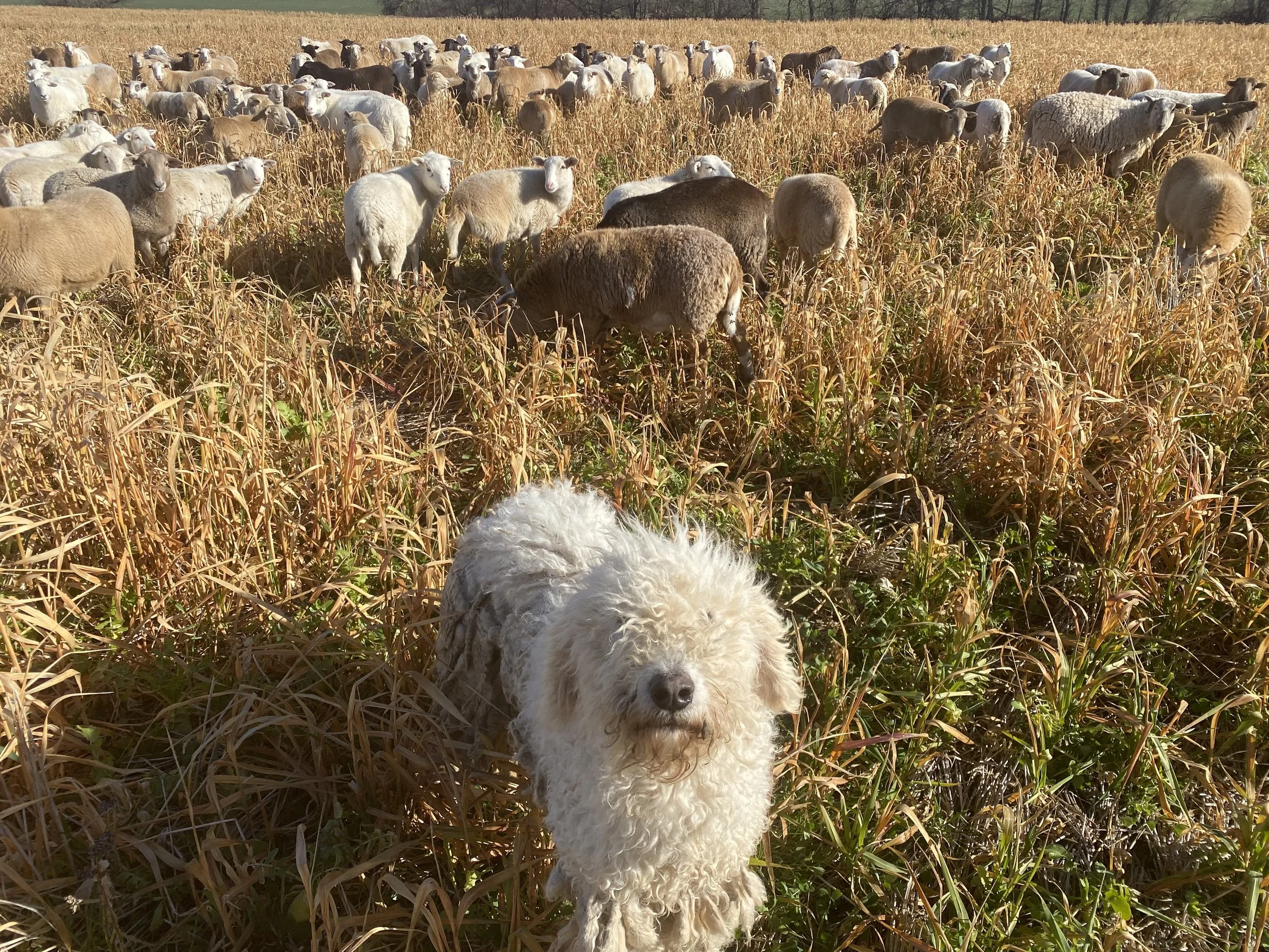 What Dogs Are Good With Sheep
