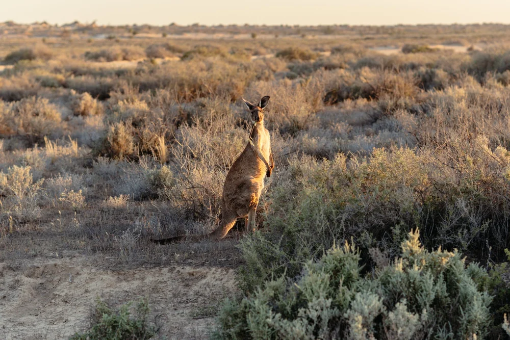 The Treasures of Lake Mungo — Academy Travel | Tailored Small Group ...