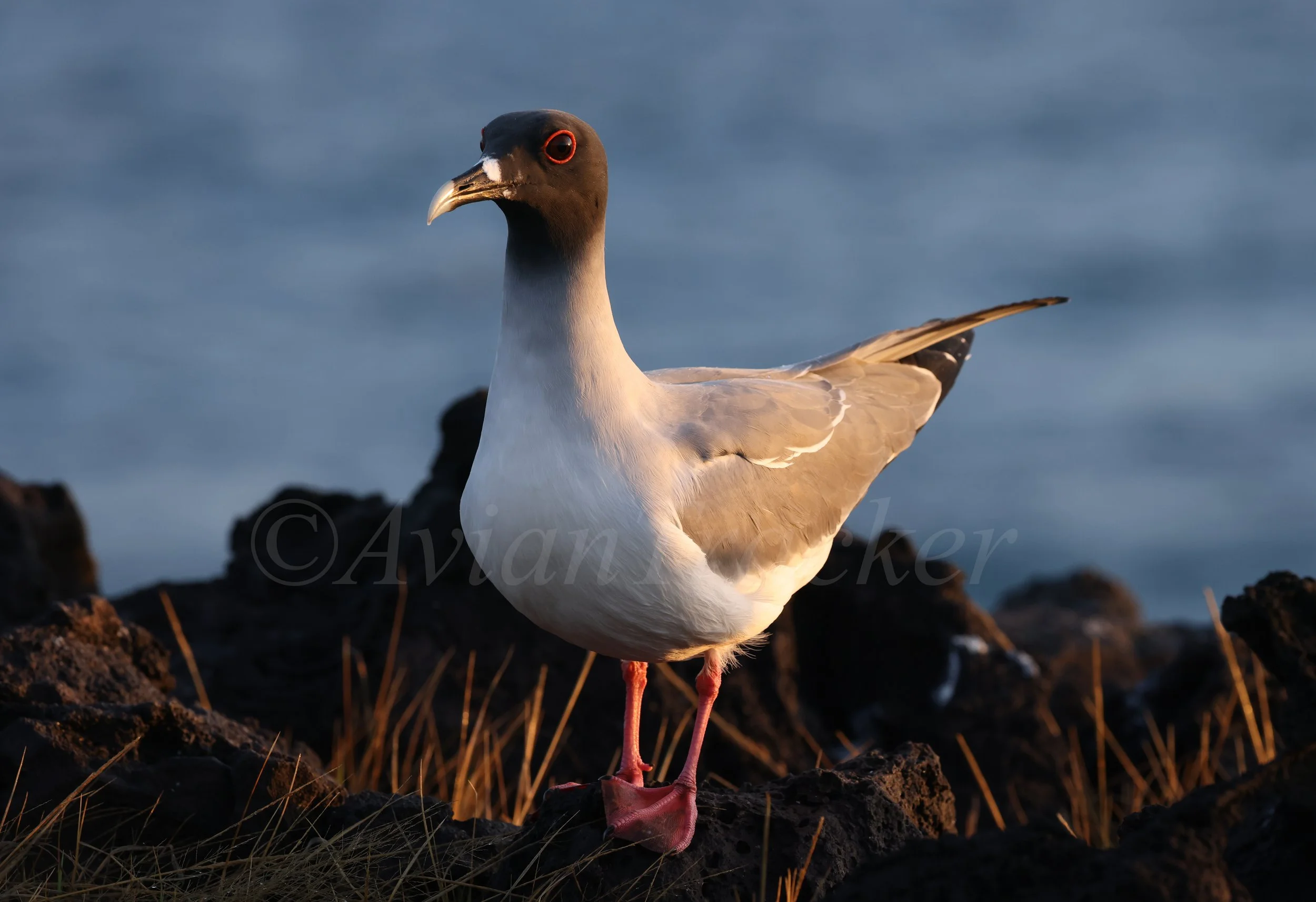 Swallow-tailed Gull — AvianTracker