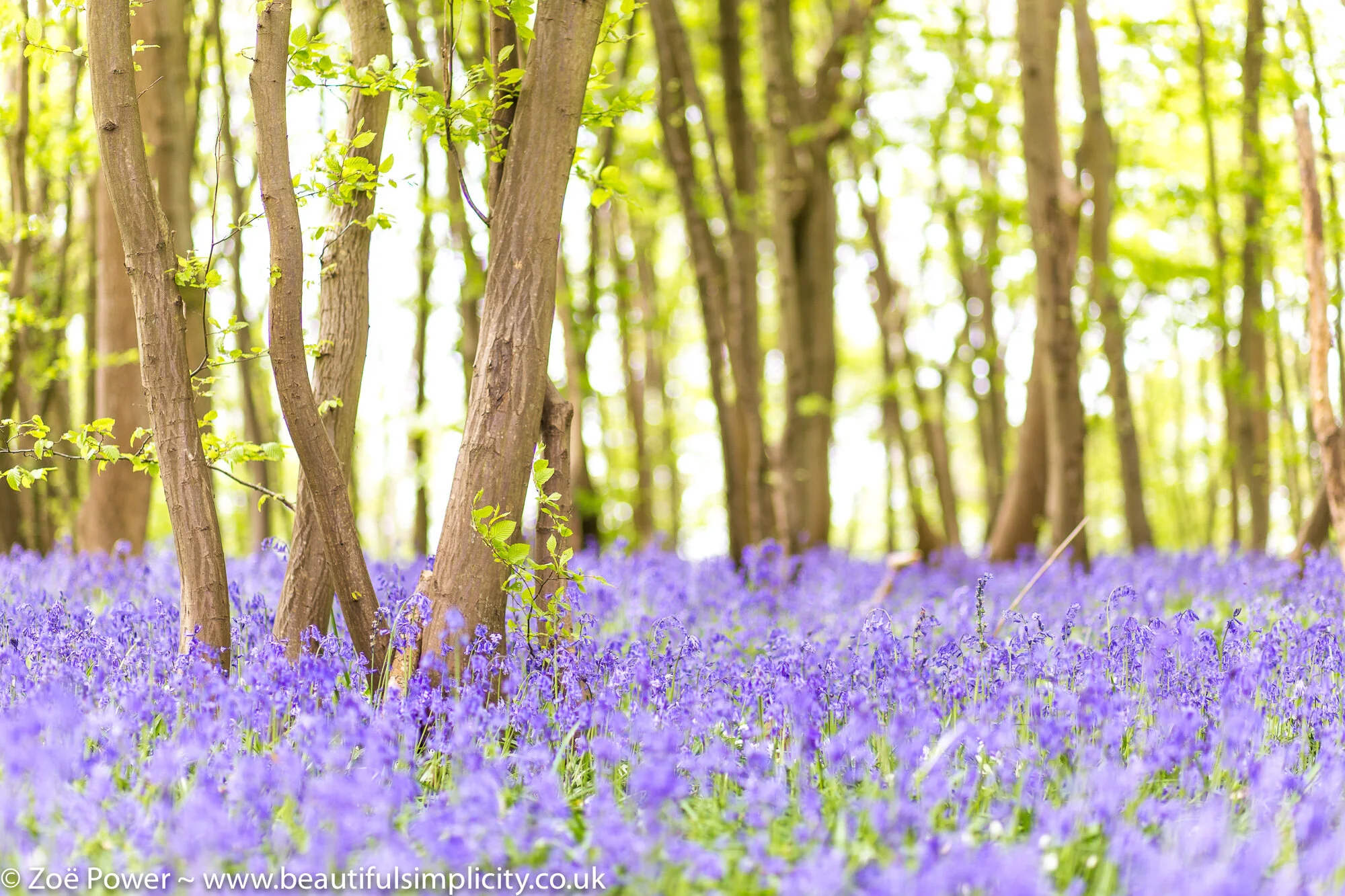 The magic of bluebells: exploring Arlington Bluebell Walk by Zoë Power ...