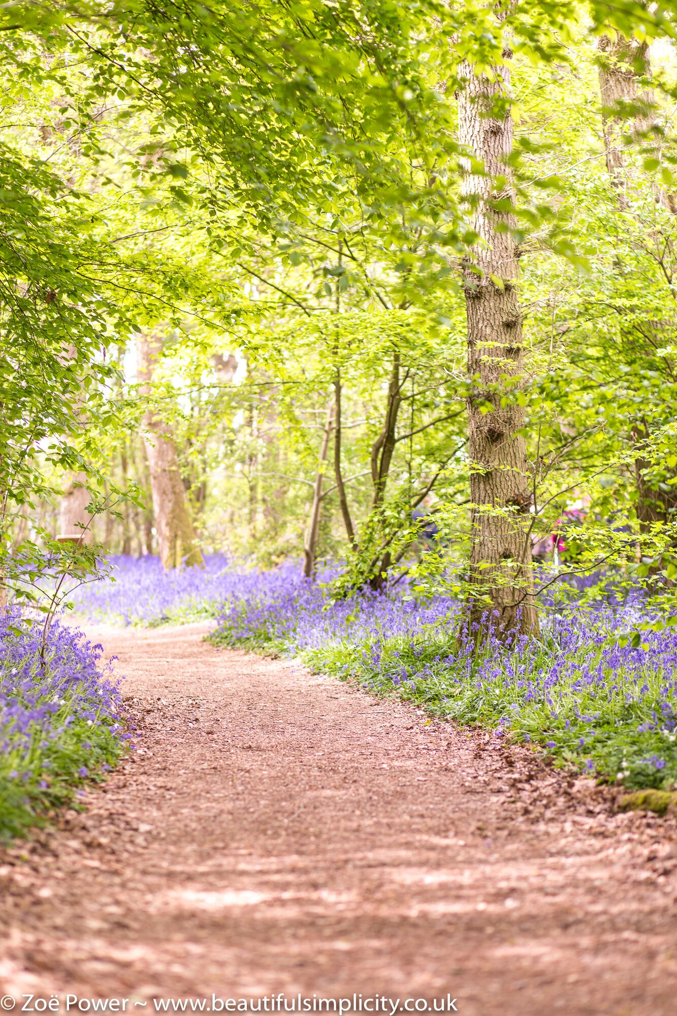 The magic of bluebells: exploring Arlington Bluebell Walk by Zoë Power ...