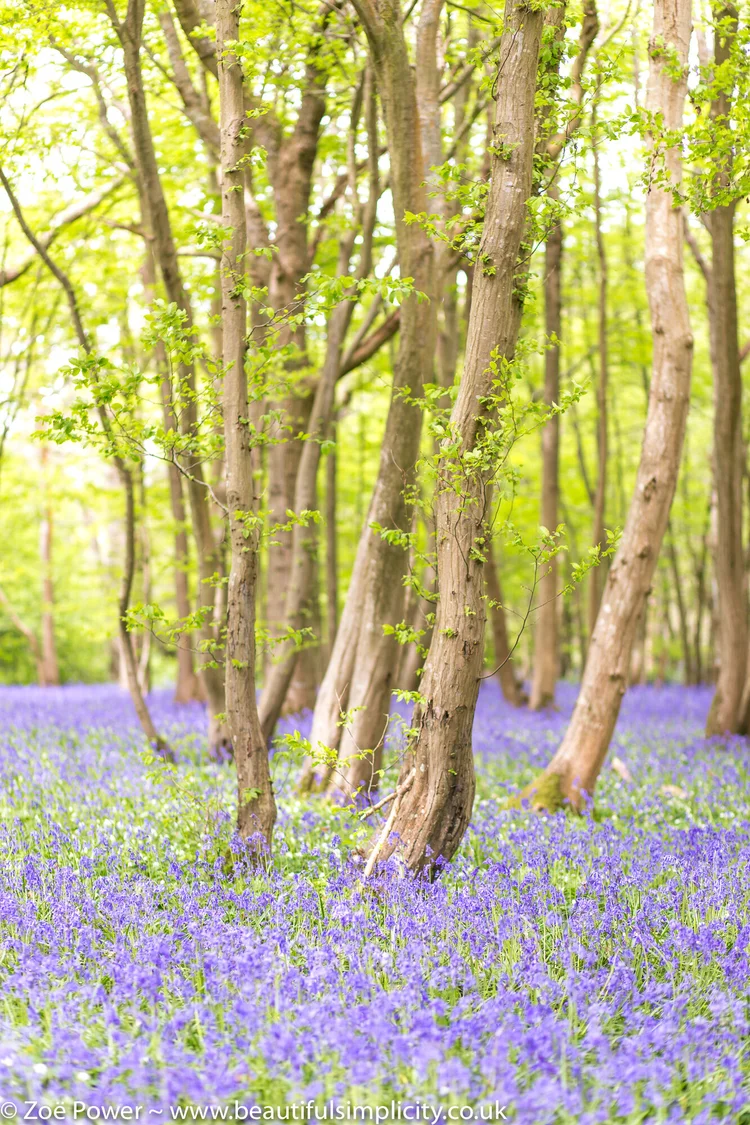 The magic of bluebells: exploring Arlington Bluebell Walk by Zoë Power ...