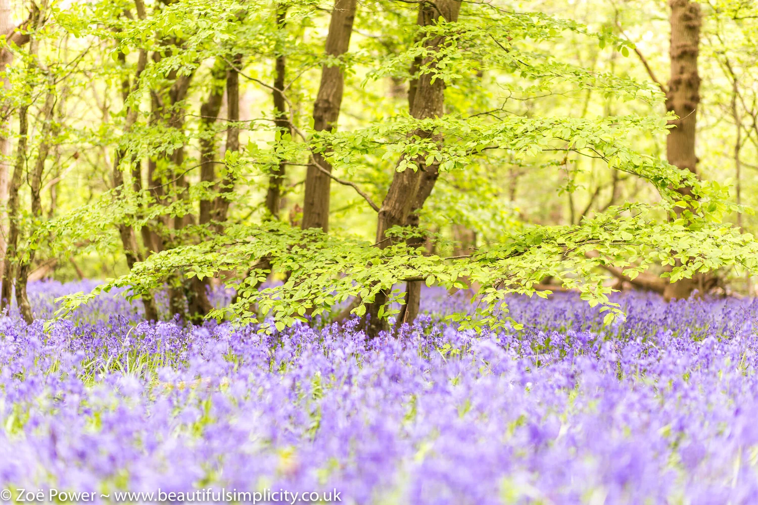 The magic of bluebells: exploring Arlington Bluebell Walk by Zoë Power ...