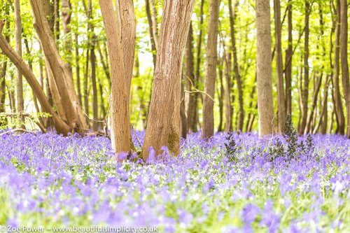 The magic of bluebells: exploring Arlington Bluebell Walk by Zoë Power ...
