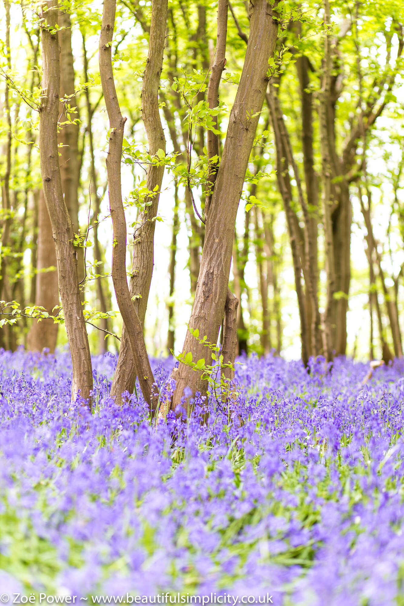 The magic of bluebells: exploring Arlington Bluebell Walk by Zoë Power ...