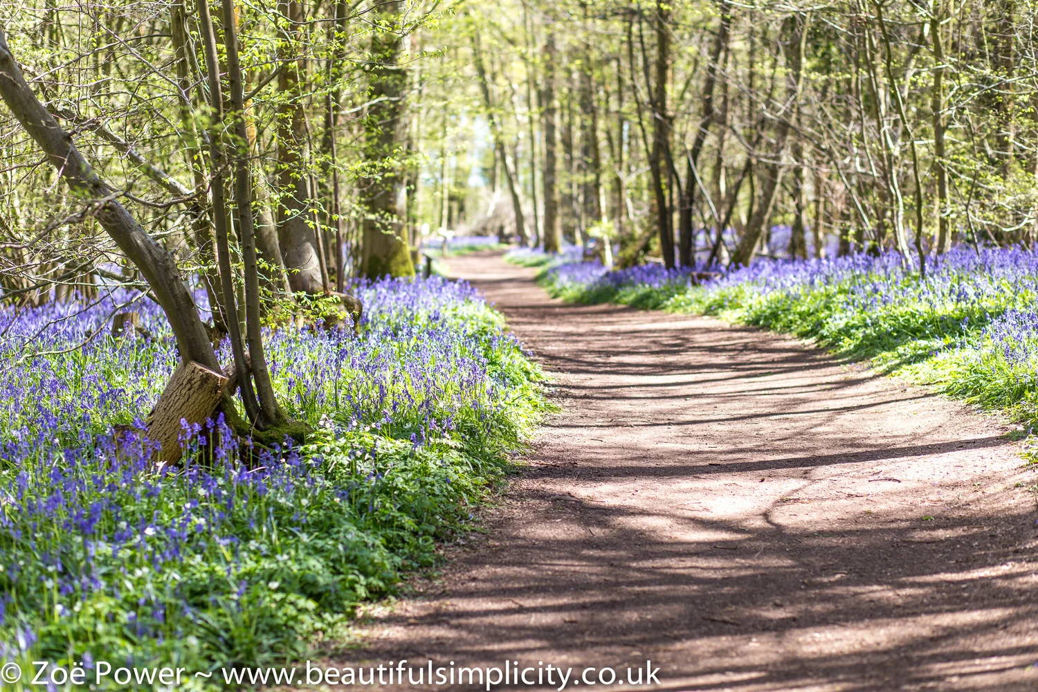 Arlington Bluebell Walk by Zoë Power | Beautiful Simplicity