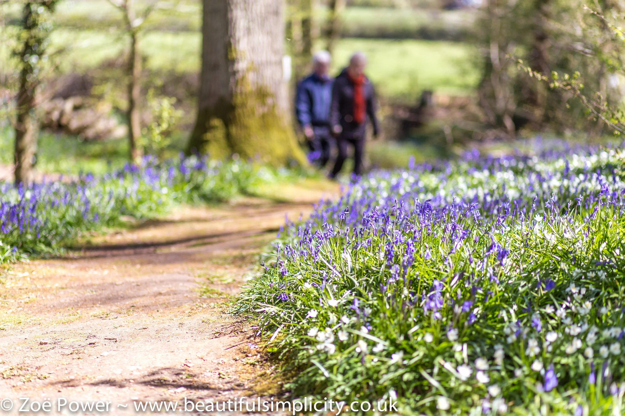 Arlington Bluebell Walk by Zoë Power | Beautiful Simplicity
