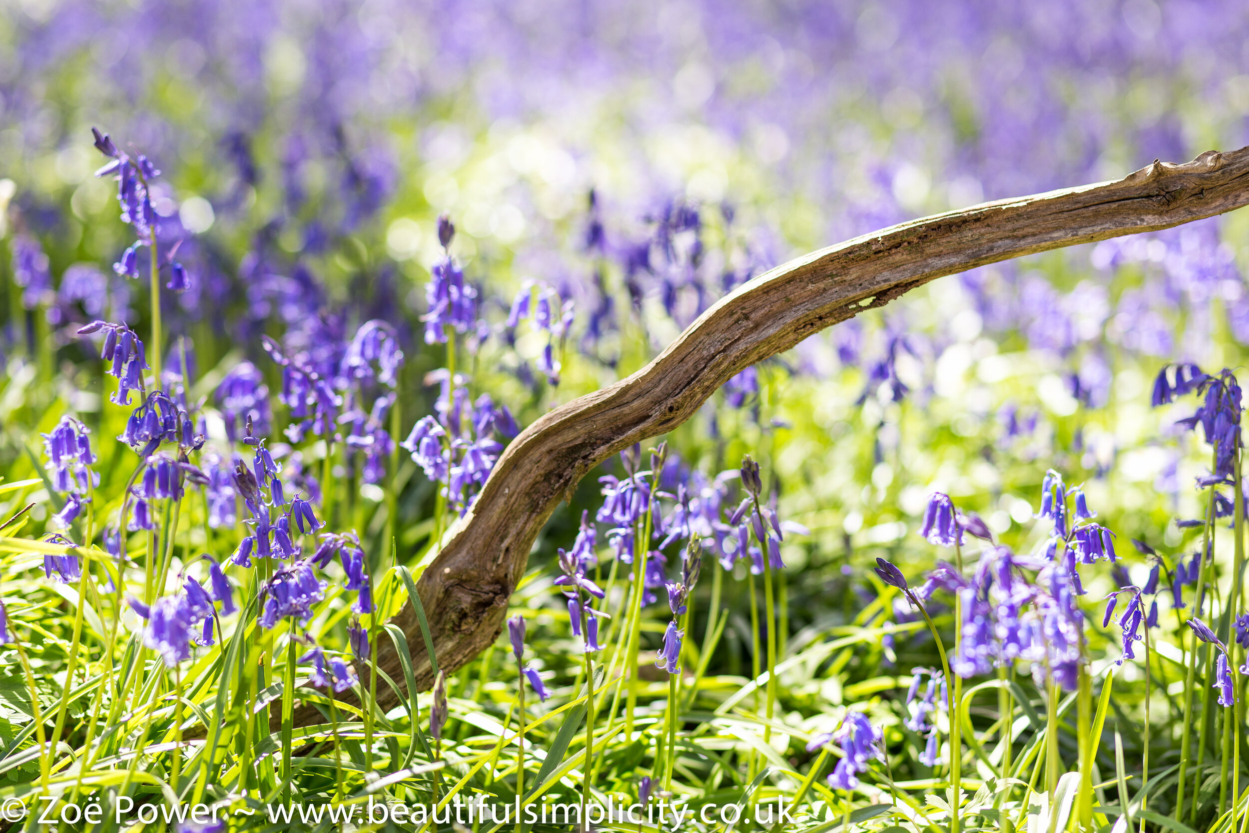 Arlington Bluebell Walk by Zoë Power | Beautiful Simplicity