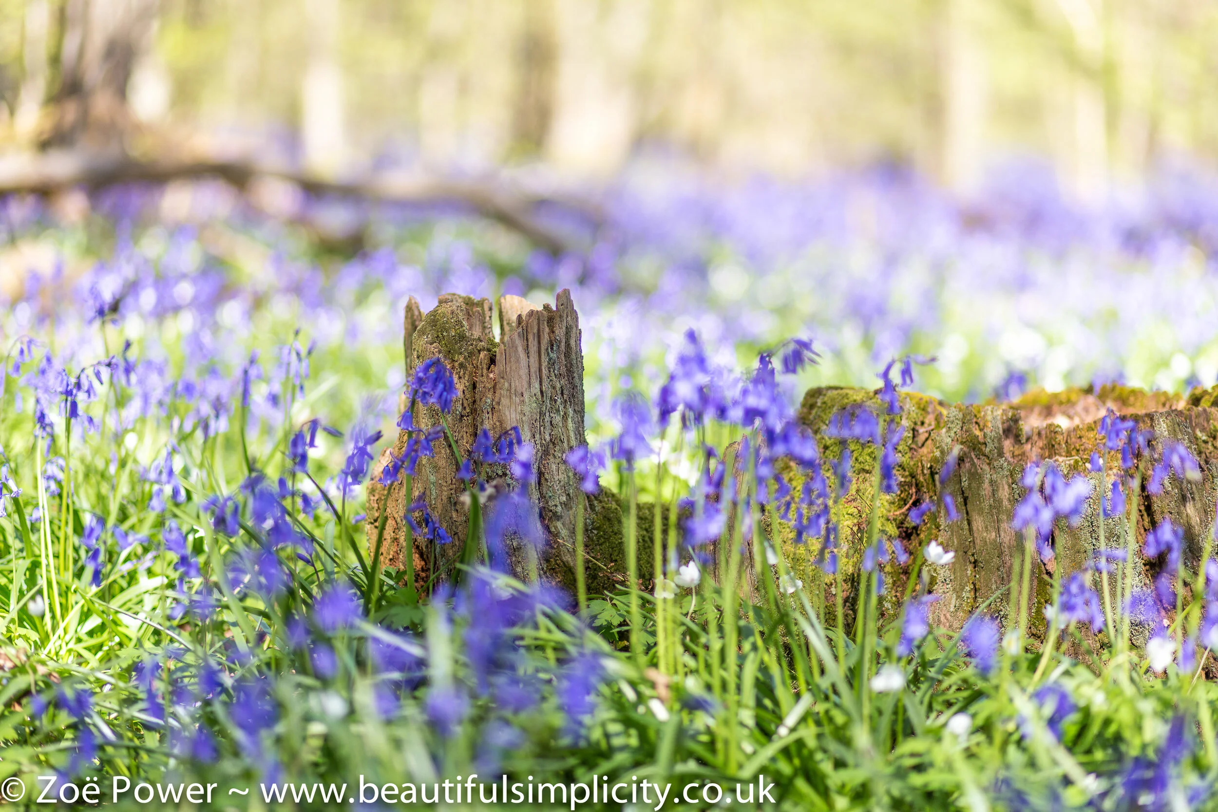 Arlington Bluebell Walk by Zoë Power | Beautiful Simplicity