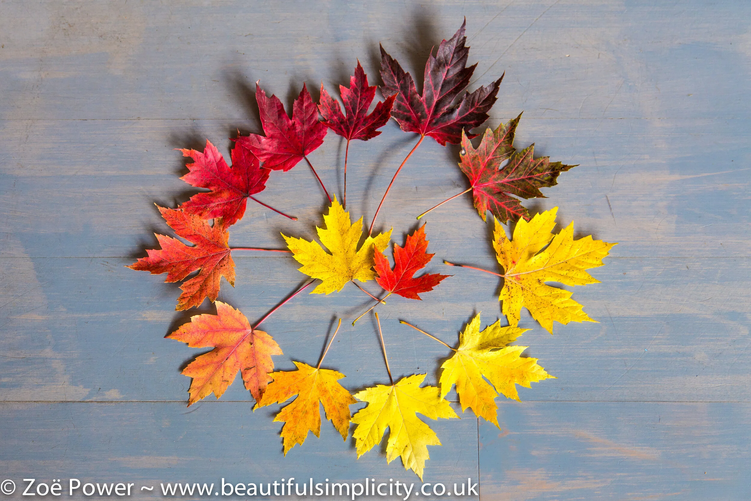 Photo tips: capturing autumn / fall colour by Zoë Power | Beautiful ...