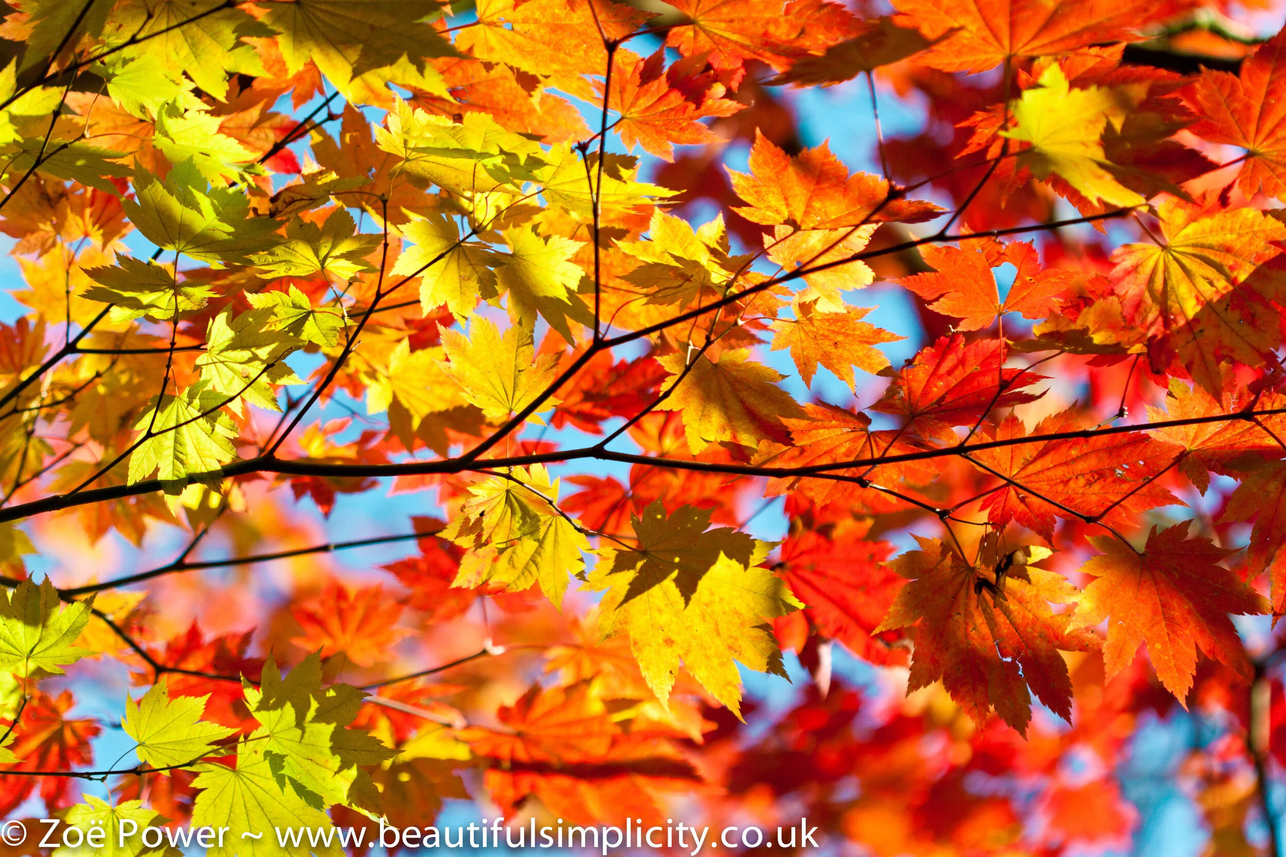 Photo tips: capturing autumn / fall colour by Zoë Power | Beautiful ...