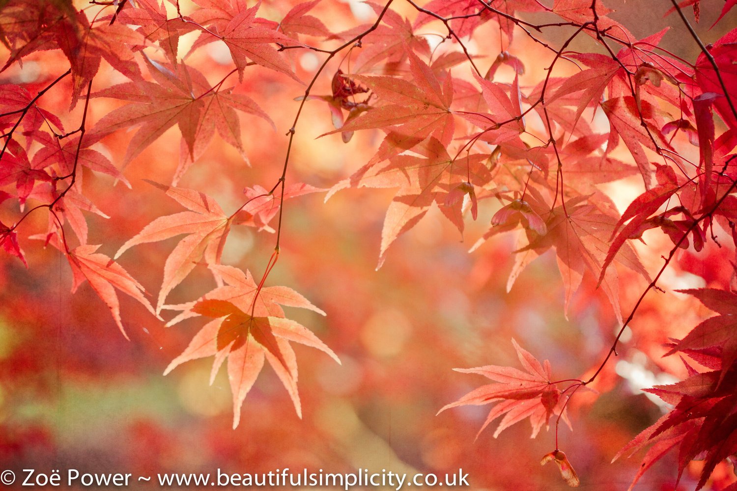 Photo tips: capturing autumn / fall colour by Zoë Power | Beautiful ...