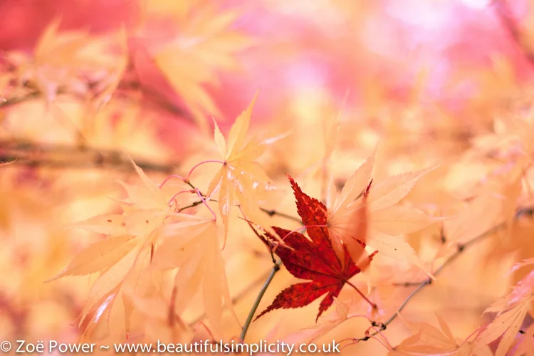 5 ways to improve your photography by forward planning and intention ...