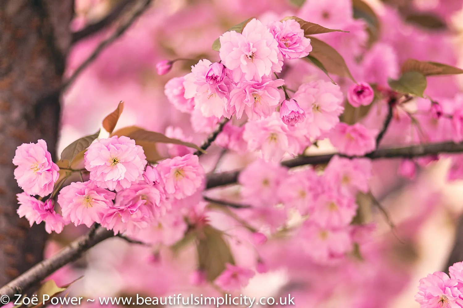 How to get background blur in your photos by Zoë Power | Beautiful ...