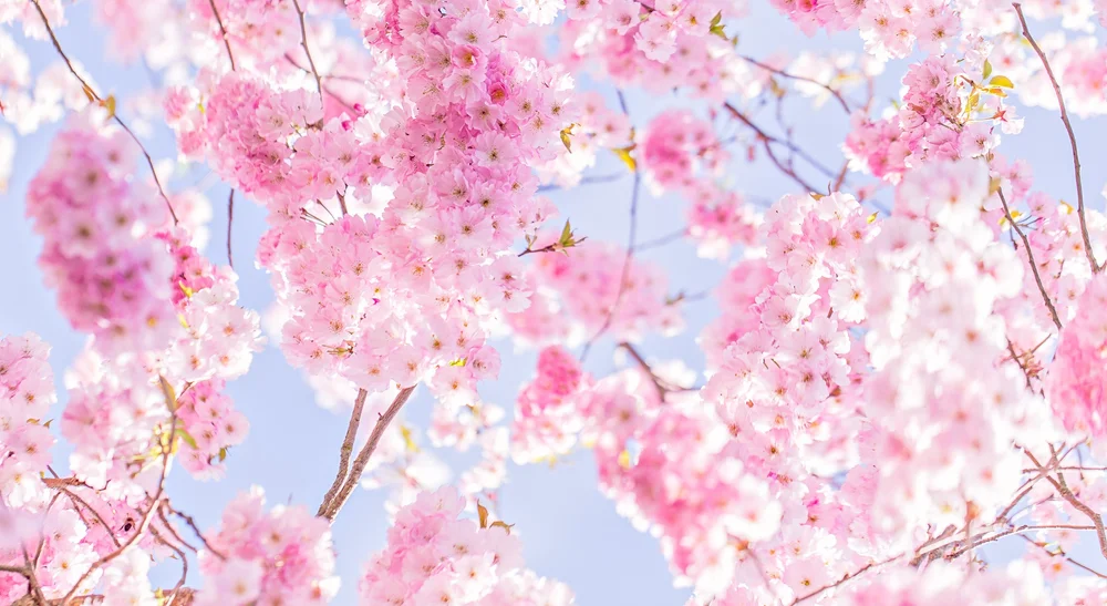 Beautiful Simplicity by Zoë Power | Nature and Coastal Photography in a ...