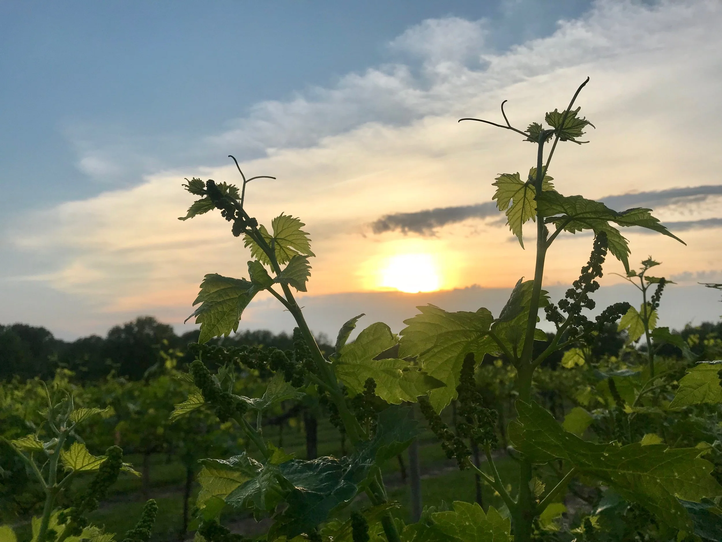 Visit Alto Vineyards Tasting Rooms — Alto Vineyards