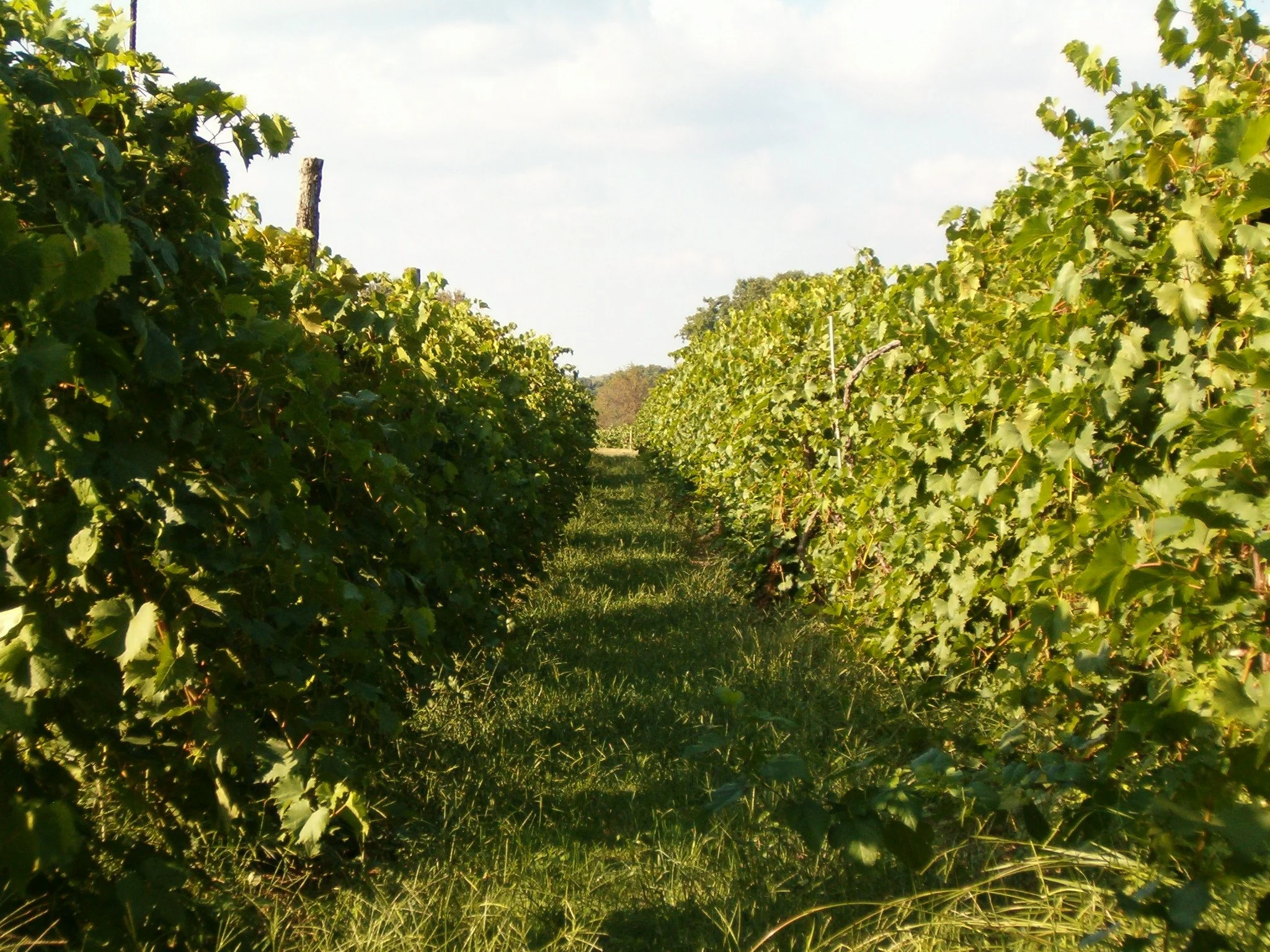 Visit Alto Vineyards Tasting Rooms — Alto Vineyards