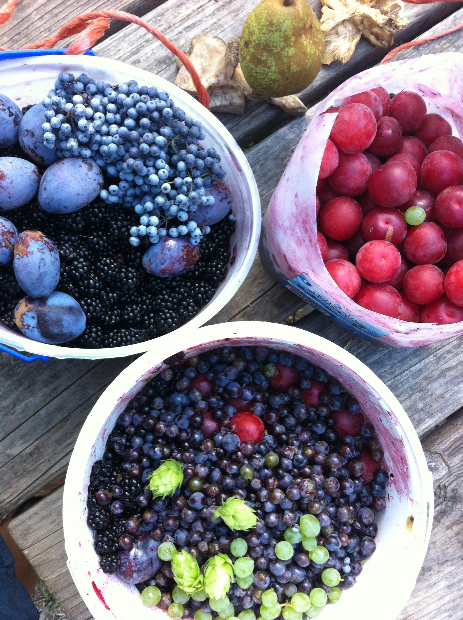 Center for Rural Livelihoods — Resilience Permaculture Design