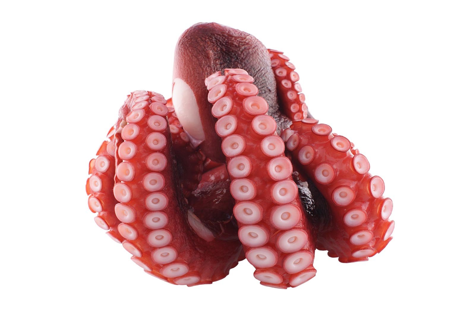 Octopus (Octopus vulgaris Octopus maya) — Phoenix Seafoods