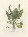 Plantain: An Accessible & Easy to Forage Plant — Rowan + Sage