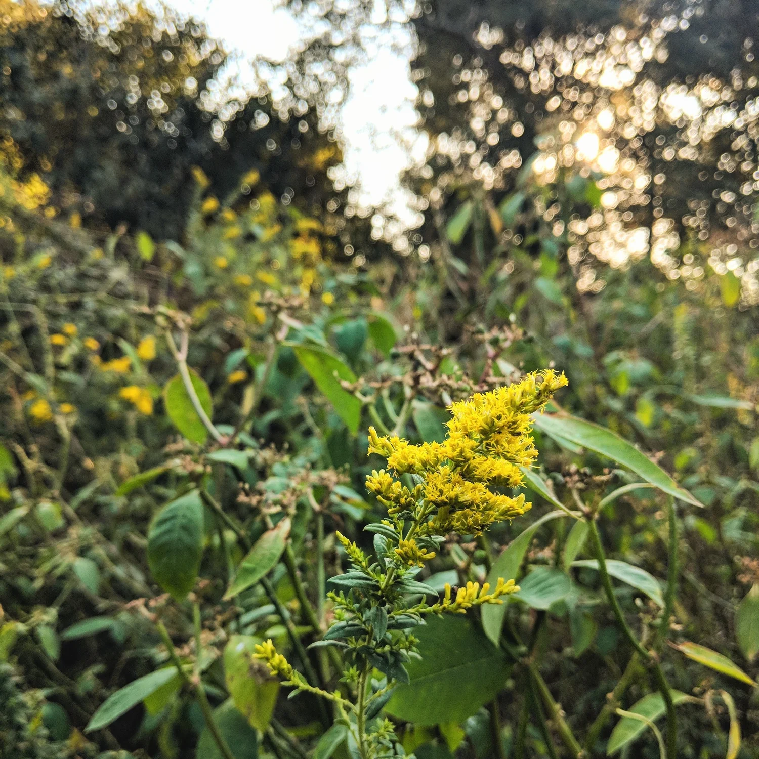 Moon Cycle Tincture — Rowan + Sage