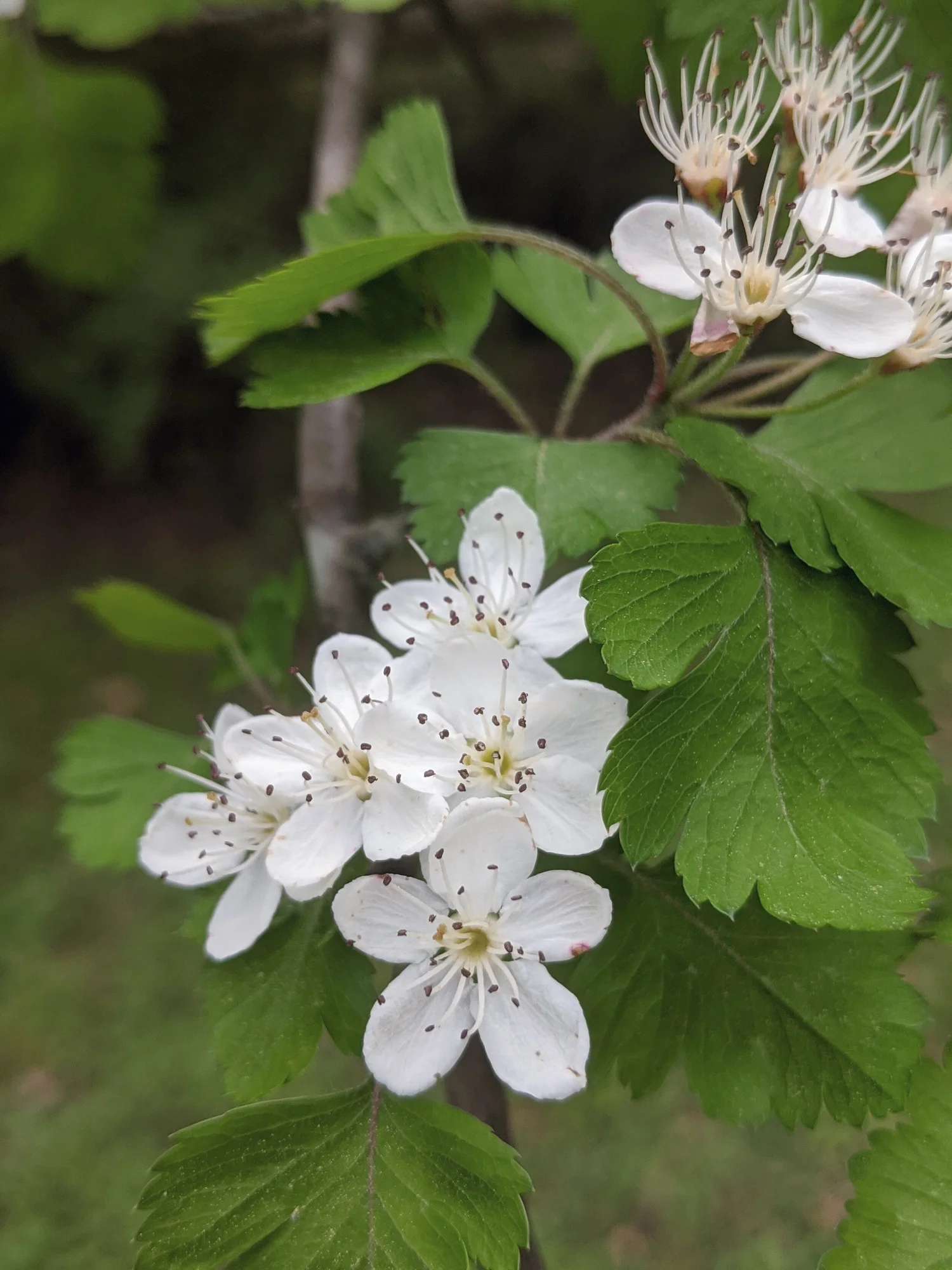 Moon Cycle Tincture — Rowan + Sage