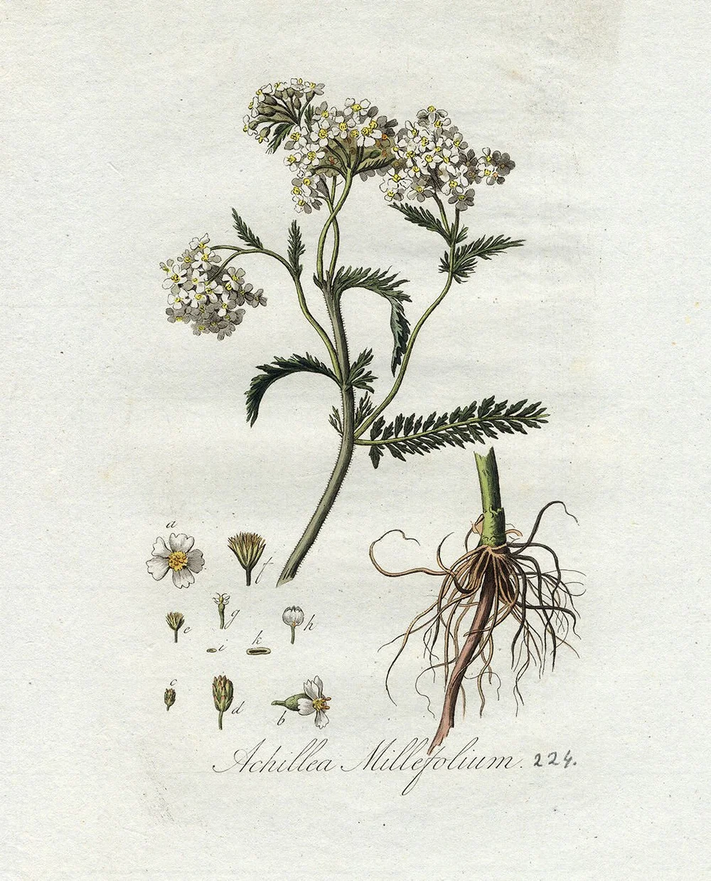 Yarrow: Myth, Magic, and Medicine — Rowan + Sage