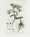 Yarrow: Myth, Magic, and Medicine — Rowan + Sage