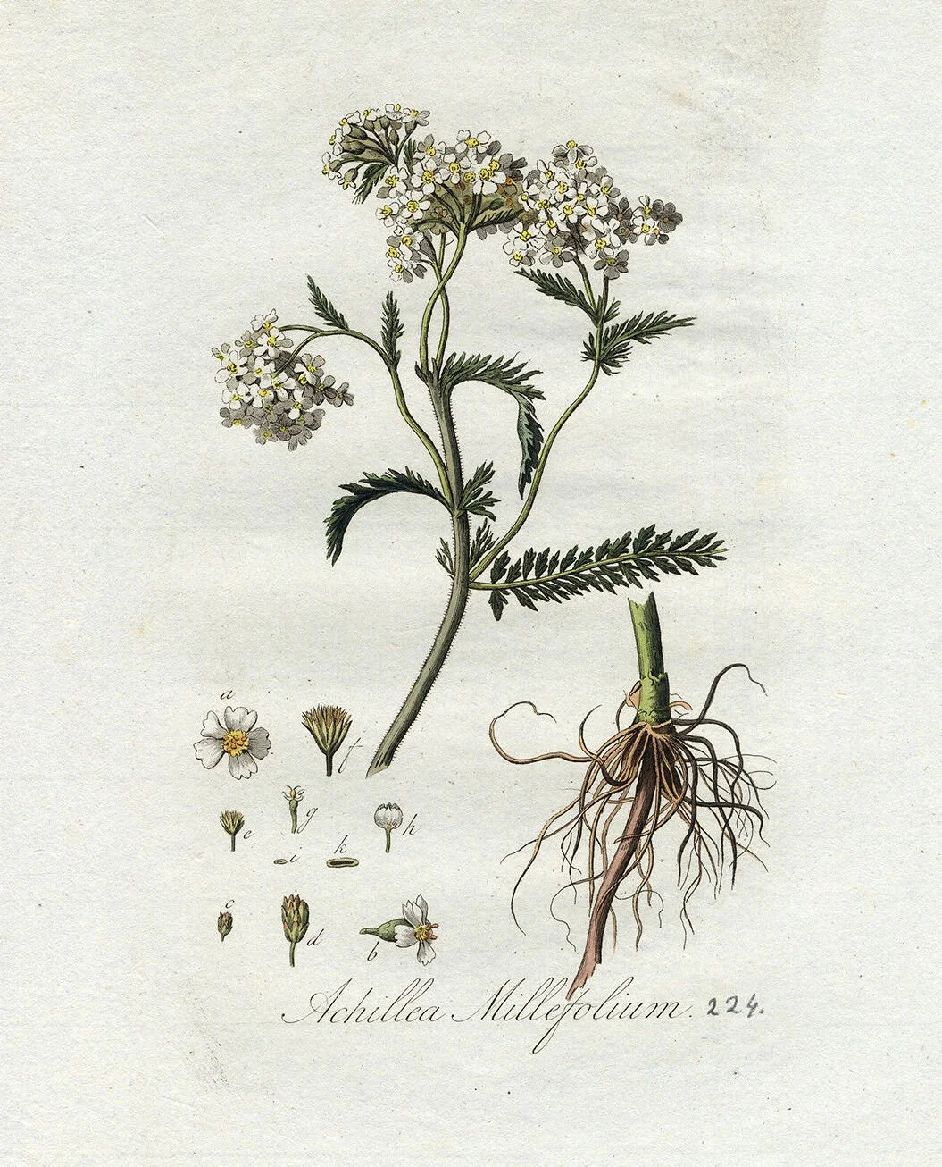 Yarrow: Myth, Magic, and Medicine — Rowan + Sage
