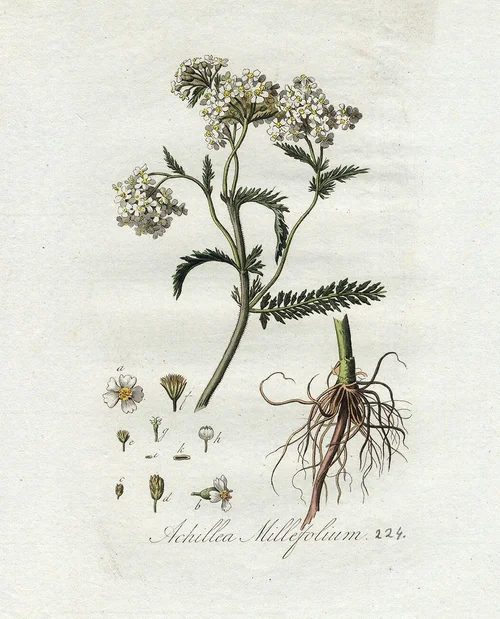 Yarrow: Myth, Magic, and Medicine — Rowan + Sage