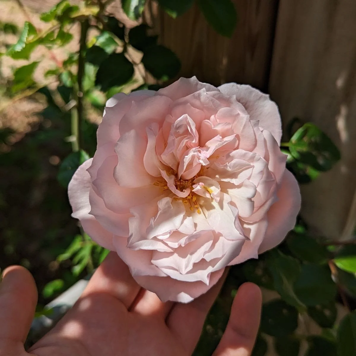 The Medicine of Rosewater — Rowan + Sage