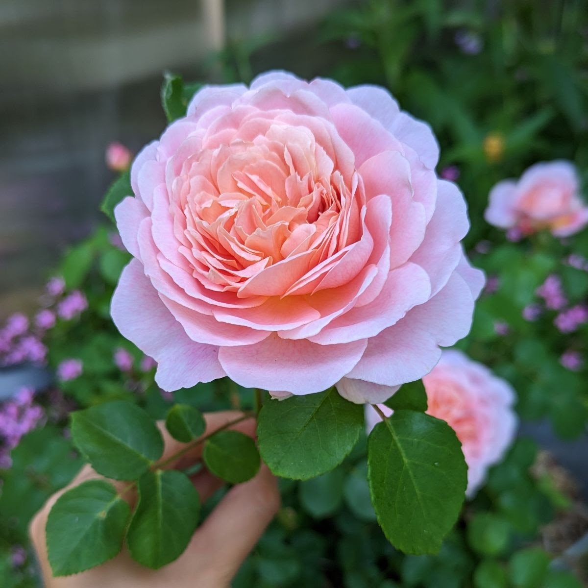 The Medicine of Rosewater — Rowan + Sage