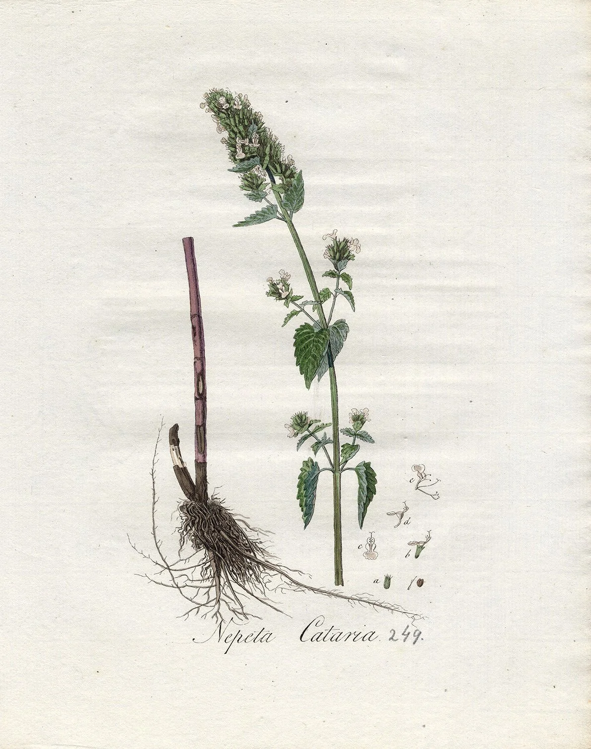 Catnip Plant Drawing